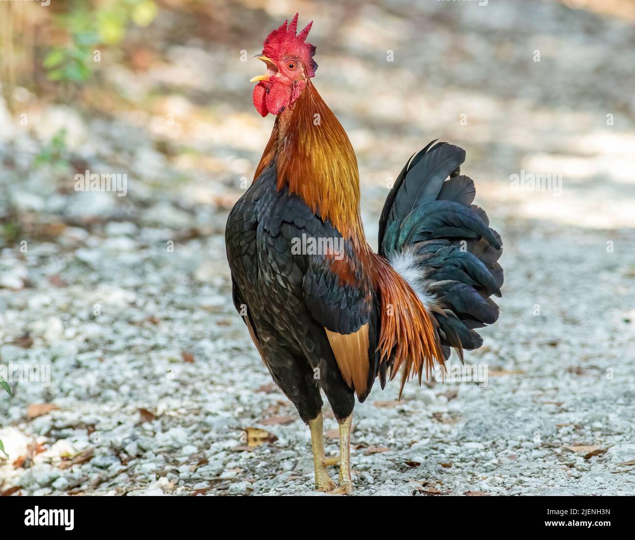 a colorful rooster chicken displays its comb and vibrant feathers on a ...