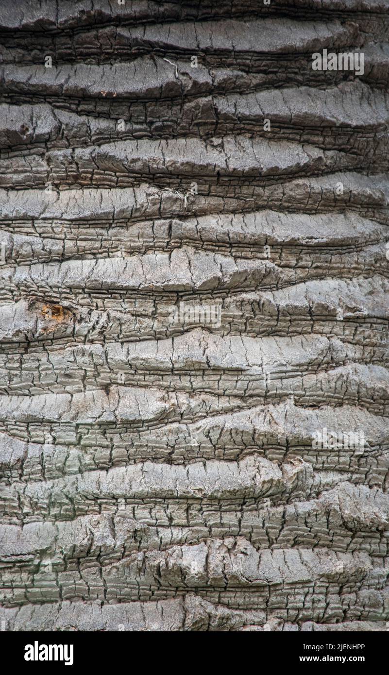 Rough Gray Texture of Palm Tree Bark Trunk Close-Up Stock Photo - Alamy