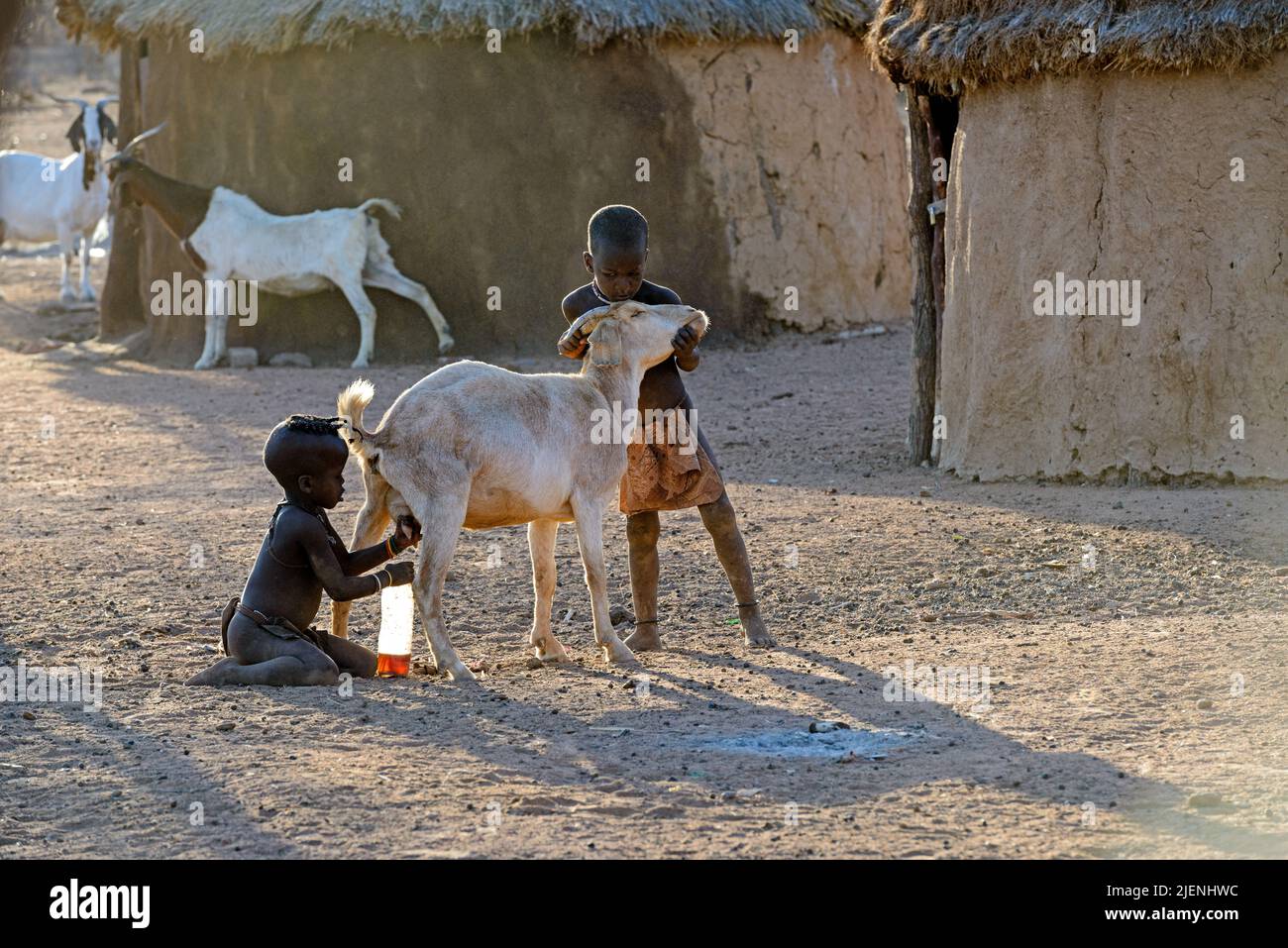 Himba children milking goat, Namibia Stock Photo - Alamy