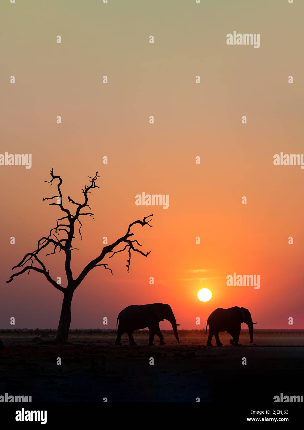 Elephants at sunset hi-res stock photography and images - Alamy
