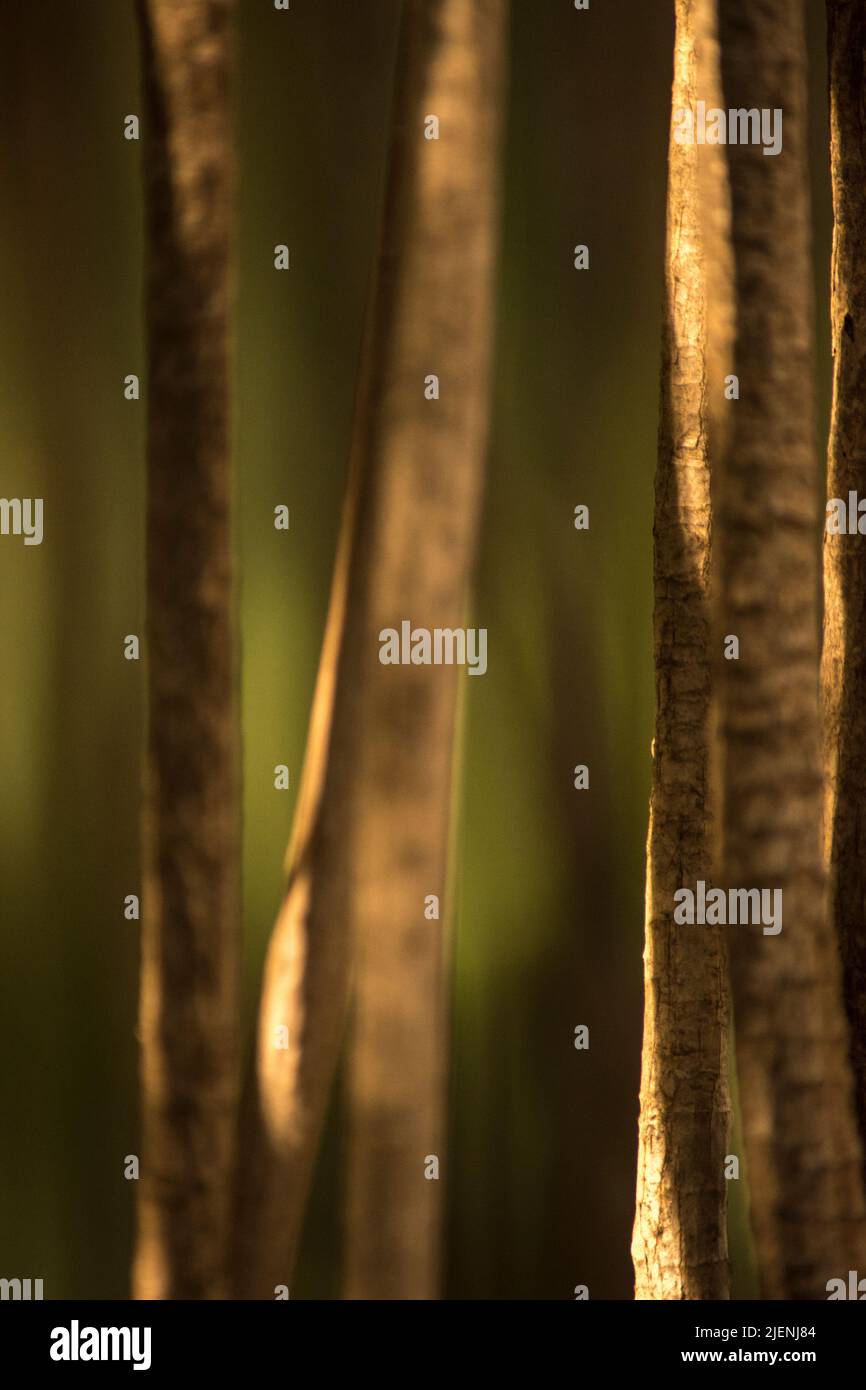 tangled roots of a plant in the botanical garden Stock Photo - Alamy