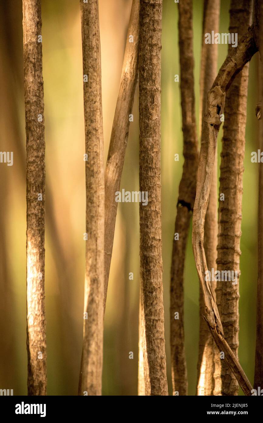 tangled roots of a plant in the botanical garden Stock Photo - Alamy