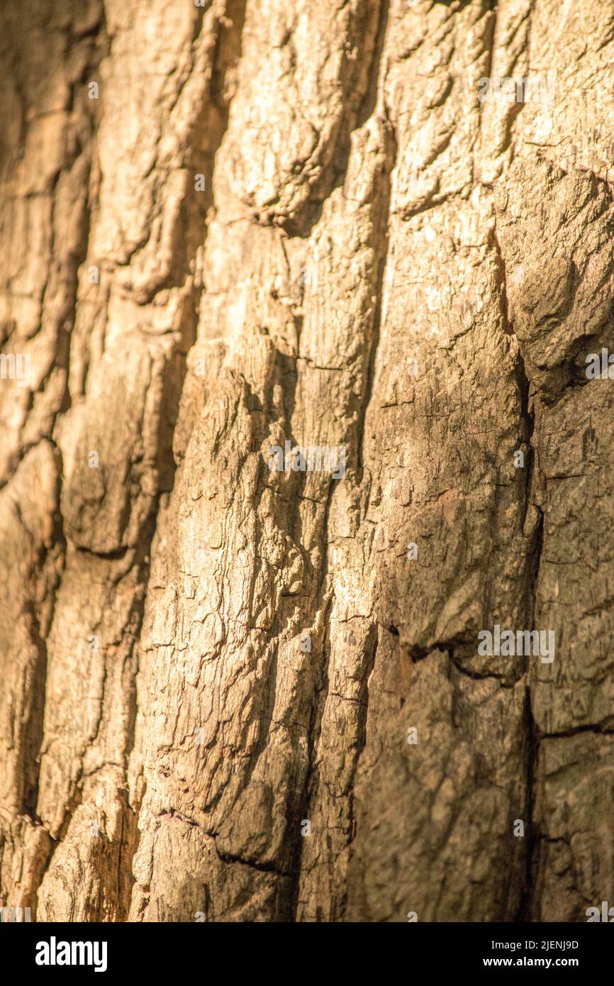 detail of a tree trunk. Bark texture Stock Photo - Alamy