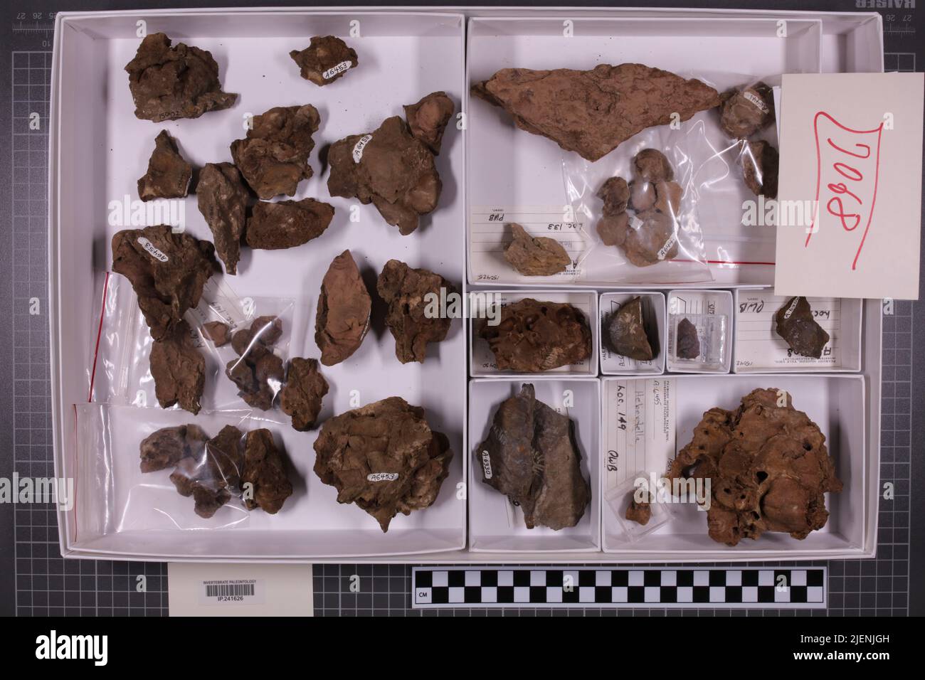 mixed taxa, stratigraphic collection. accn: 7068 Stock Photo - Alamy