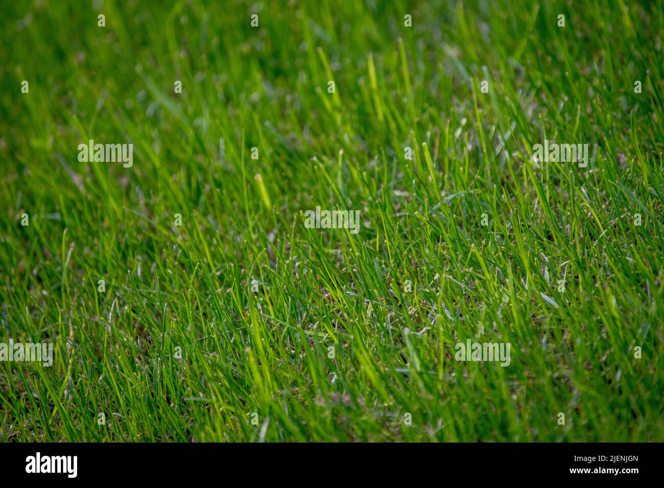 Grass texture top view hi-res stock photography and images - Alamy