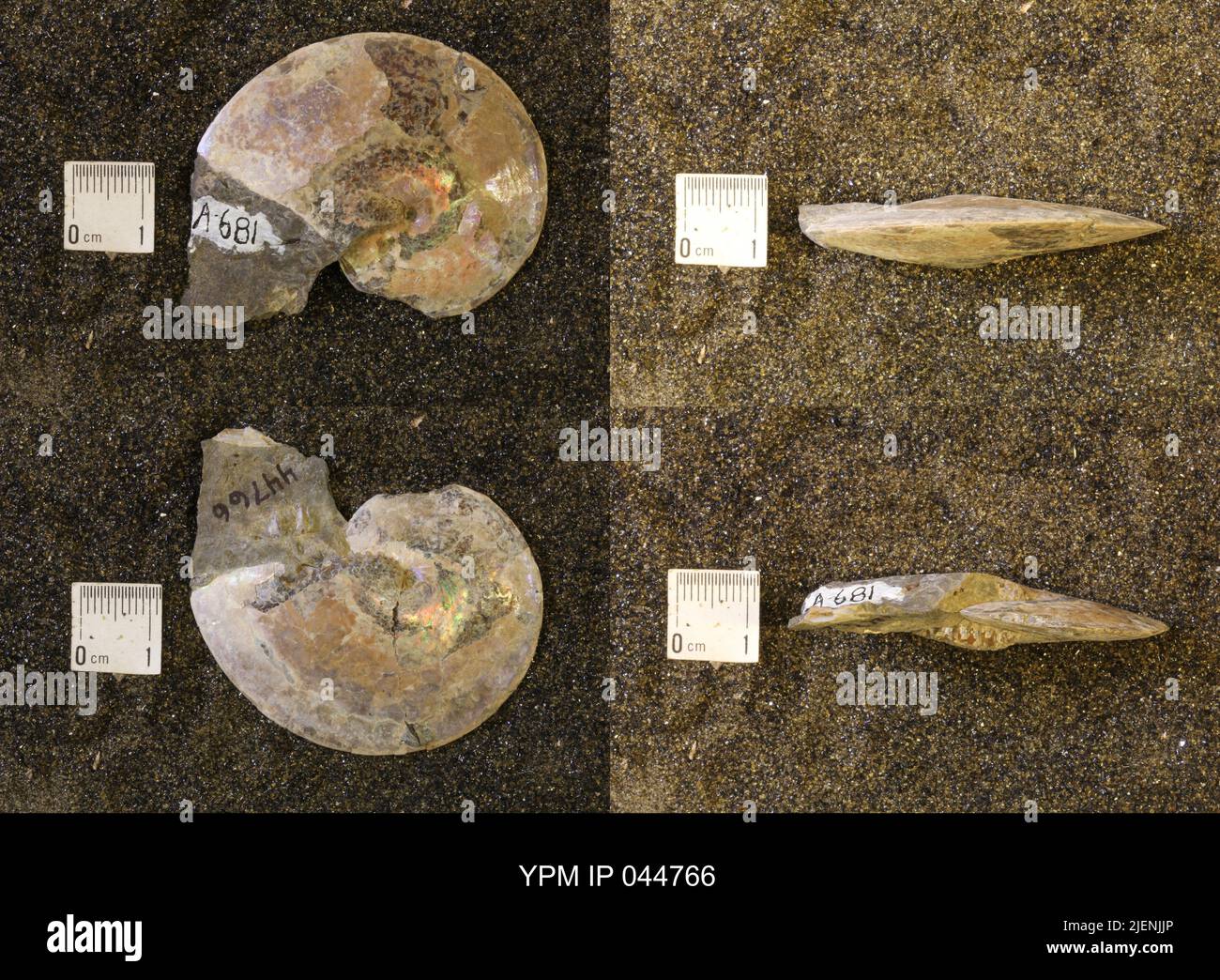 Sphenodiscus lenticularis (Owen Stock Photo - Alamy