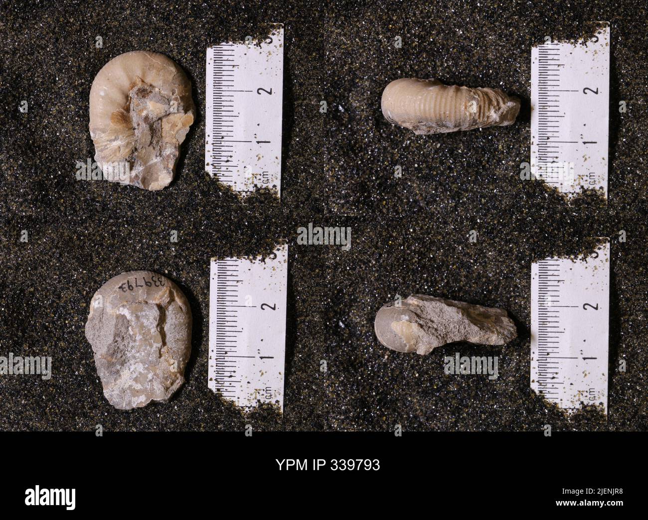 Scaphites whitfieldi Cobban Stock Photo - Alamy