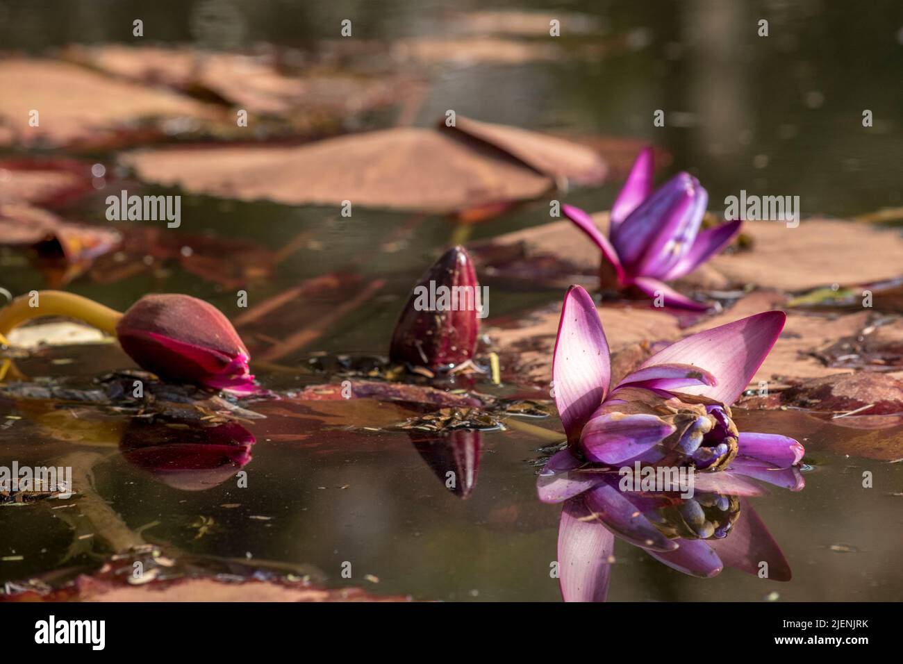 Closeup of lotus blossom hi-res stock photography and images - Alamy