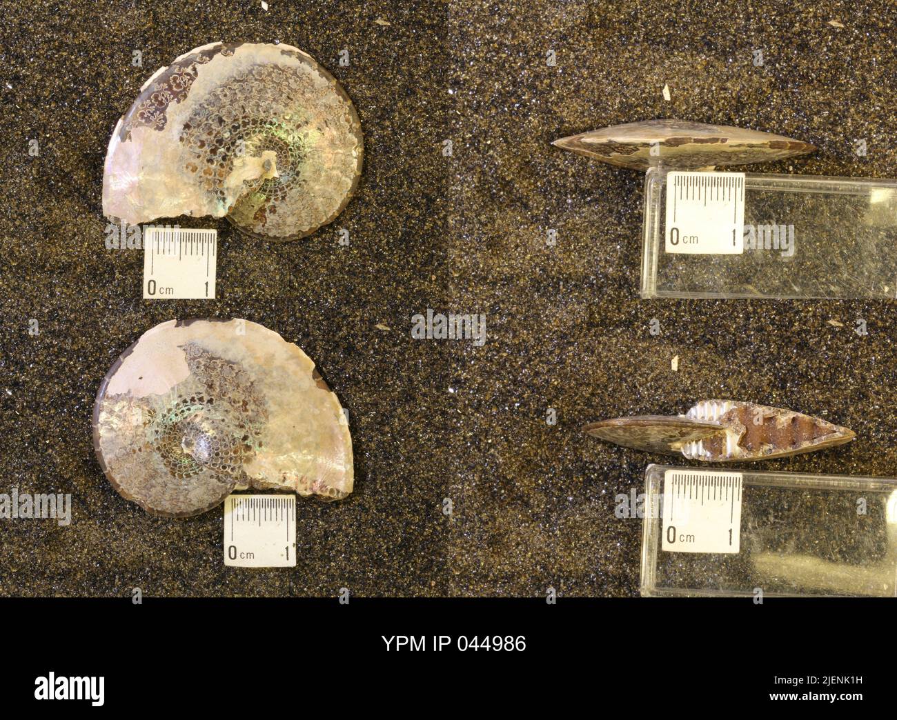 Sphenodiscus lenticularis (Owen Stock Photo - Alamy