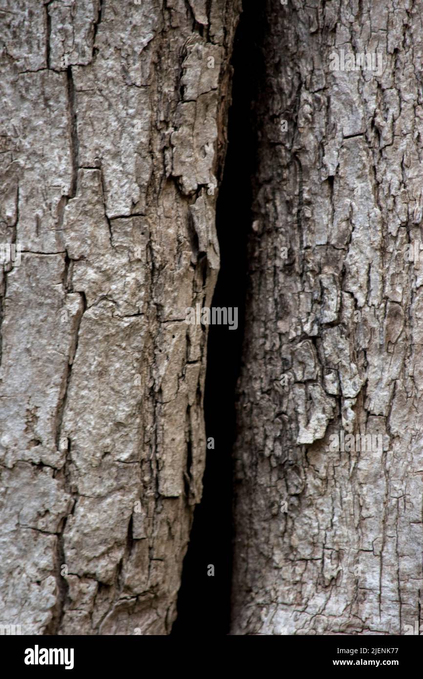 Big wooden trunk hi-res stock photography and images - Alamy