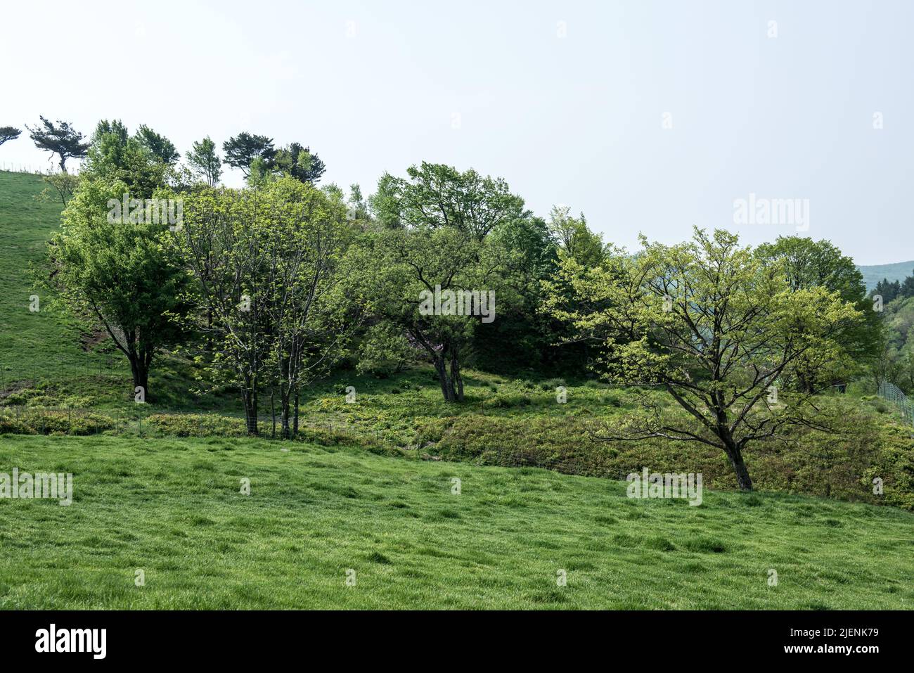 Green pastures of sheep ranch landscape at early summer background blue ...