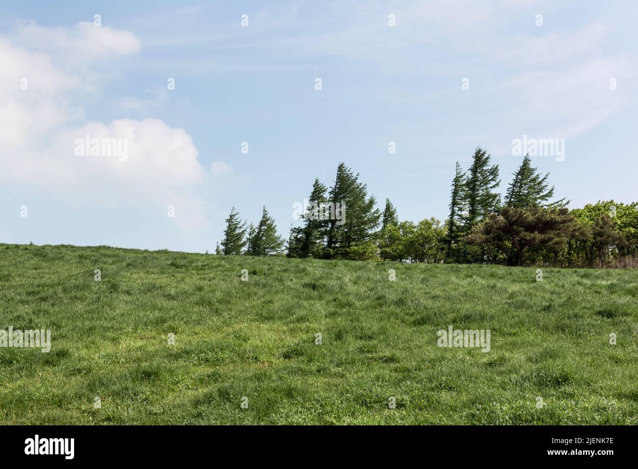 Green pastures of sheep ranch landscape at early summer background blue ...