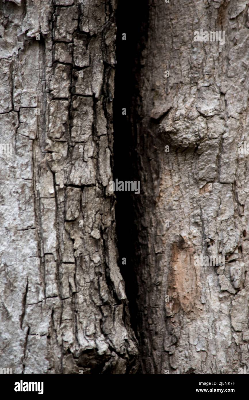 detail of a tree trunk. Bark texture Stock Photo - Alamy