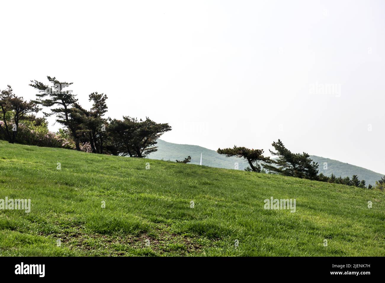Green pastures of sheep ranch landscape at early summer background blue ...