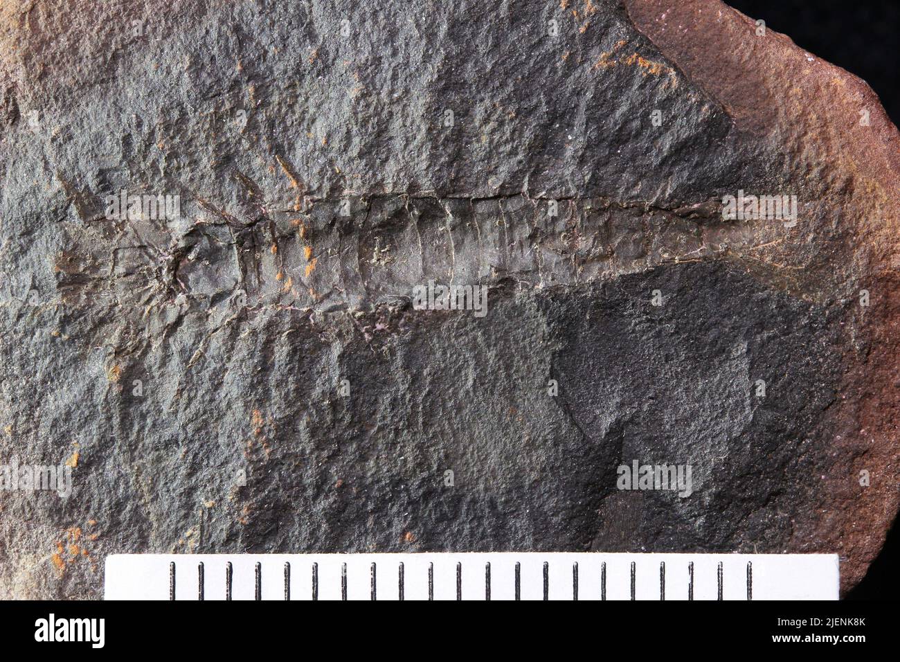 Palaeocaris typus Meek & Worthen Stock Photo - Alamy