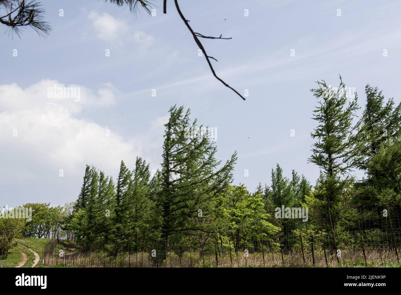 Green pastures of sheep ranch landscape at early summer background blue ...