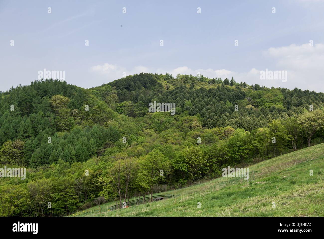Green pastures of sheep ranch landscape at early summer background blue ...