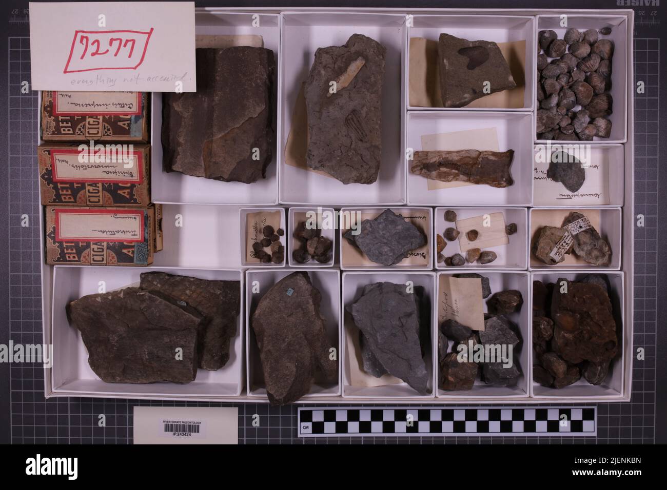 mixed taxa, stratigraphic collection. accn: 2462; 2589; 2591; 7277 ...