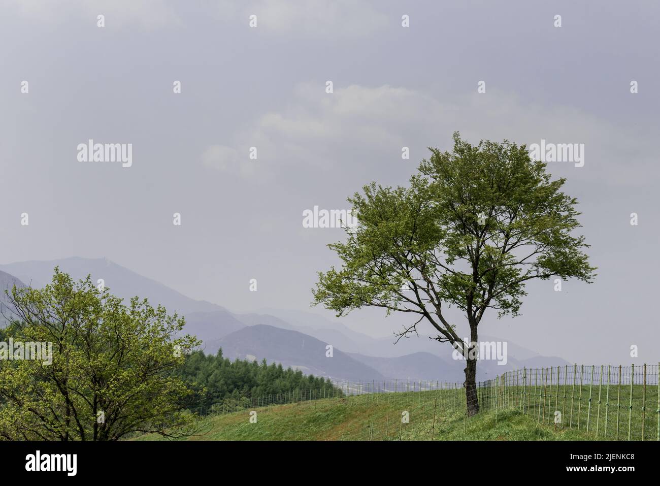 Green pastures of sheep ranch landscape at early summer background blue ...
