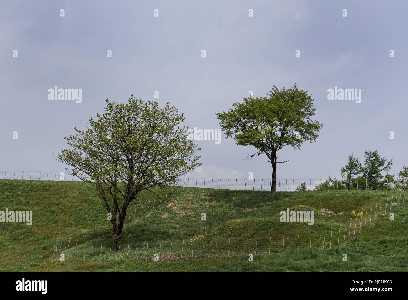 Green pastures of sheep ranch landscape at early summer background blue ...