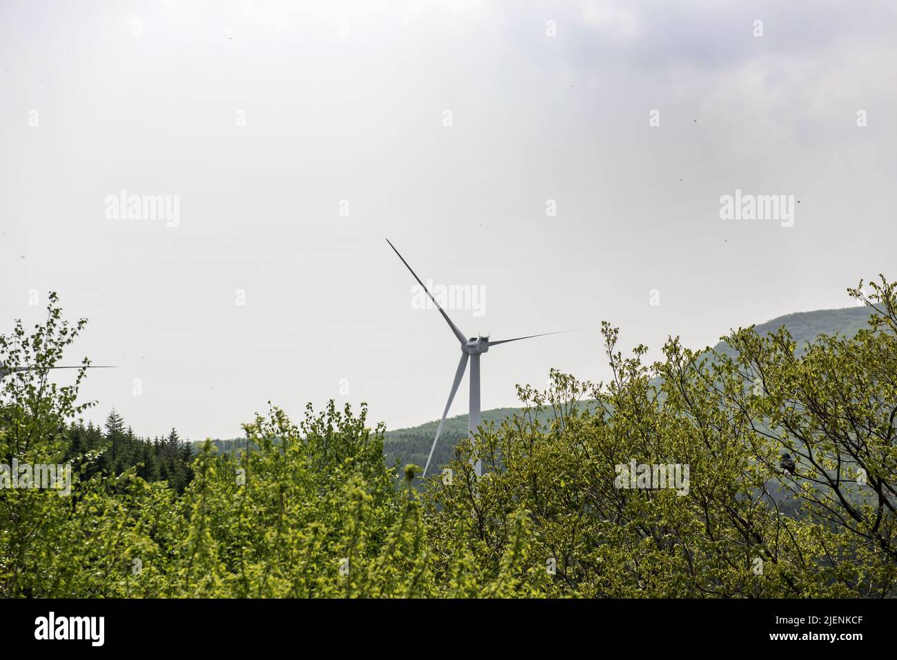 Green pastures of sheep ranch landscape at early summer background blue ...