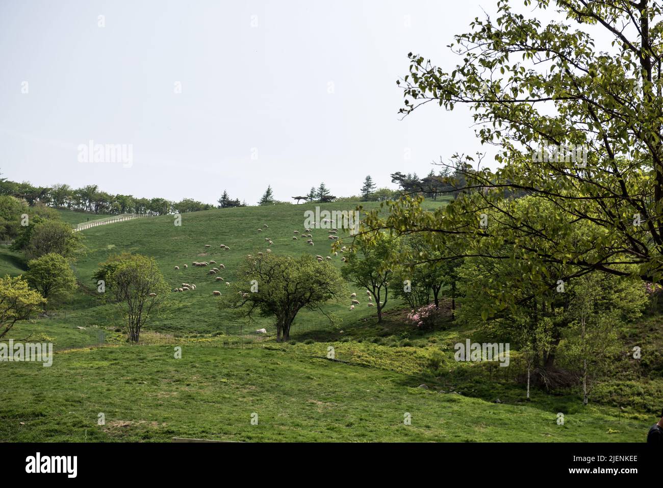 Green pastures of sheep ranch landscape at early summer background blue ...