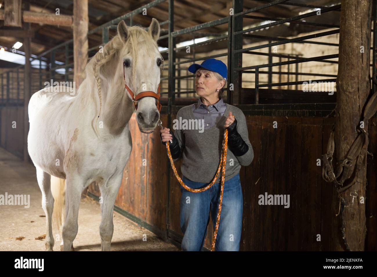 Senior woman horse breeder standing with white horse in barn Stock ...