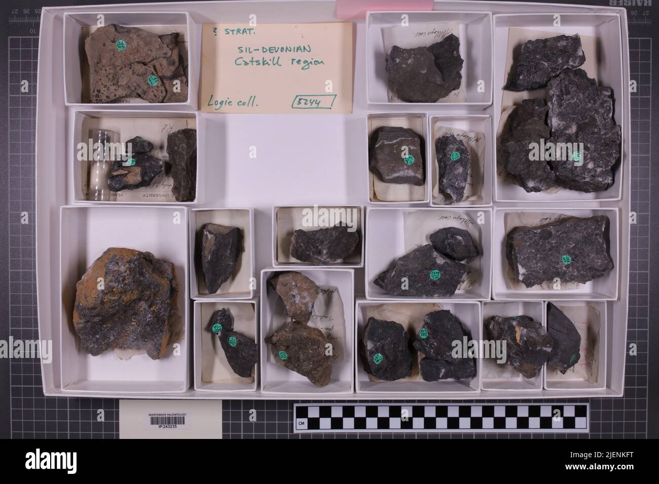 mixed taxa, stratigraphic collection. accn: 5244 Stock Photo - Alamy