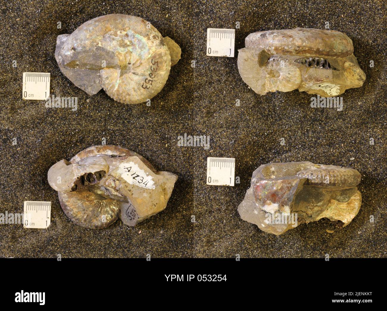 Discoscaphites conradi (Morton Stock Photo - Alamy