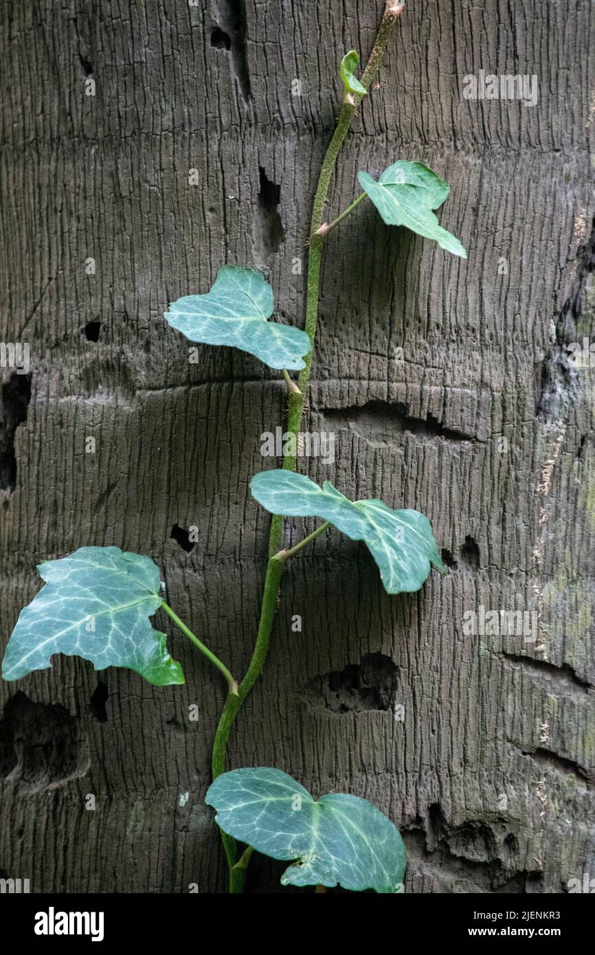 Vine climbing tree trunk hi-res stock photography and images - Alamy