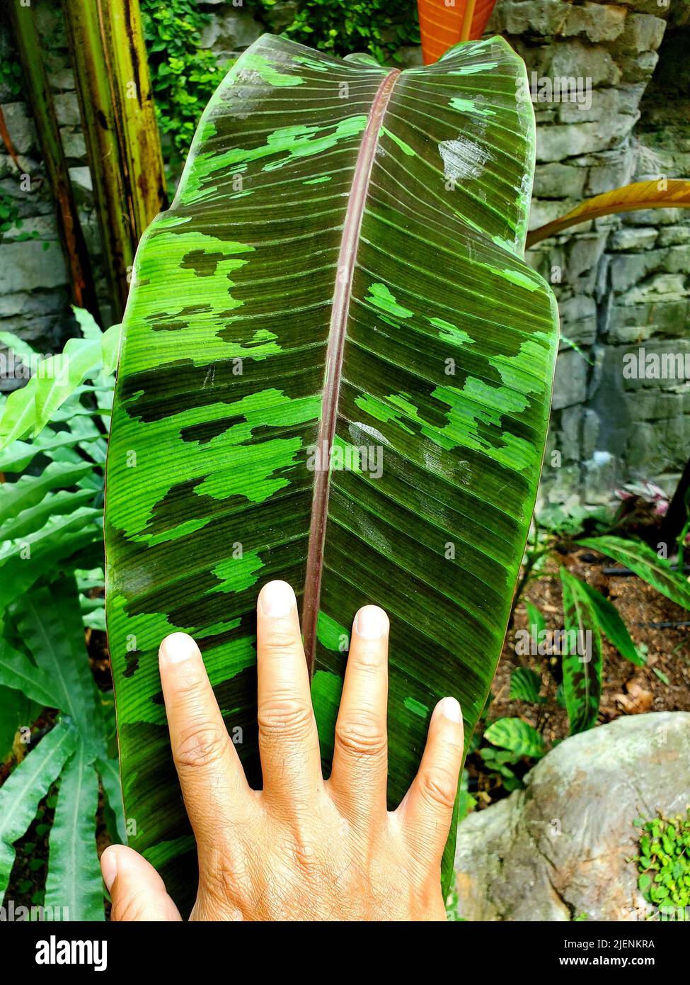 Beautiful variegated banana leaf of Musa Acuminata Zebrina Stock Photo ...