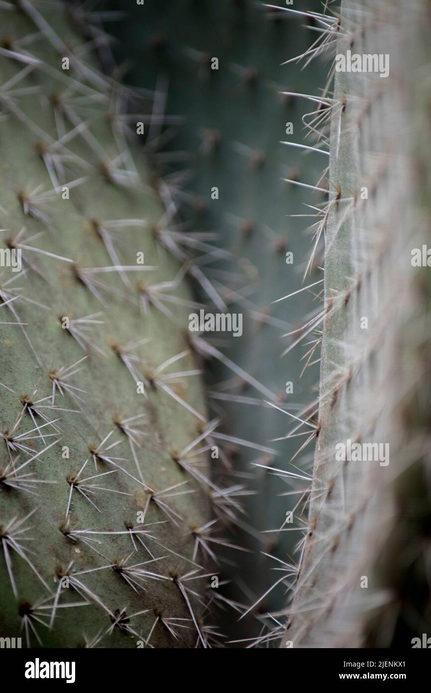 detail of the spines of a cactus Stock Photo - Alamy