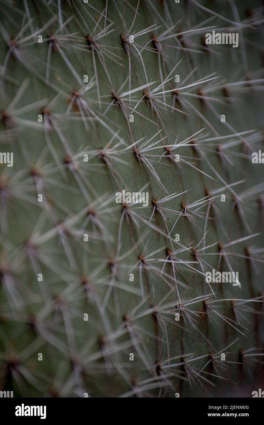 detail of the spines of a cactus Stock Photo - Alamy