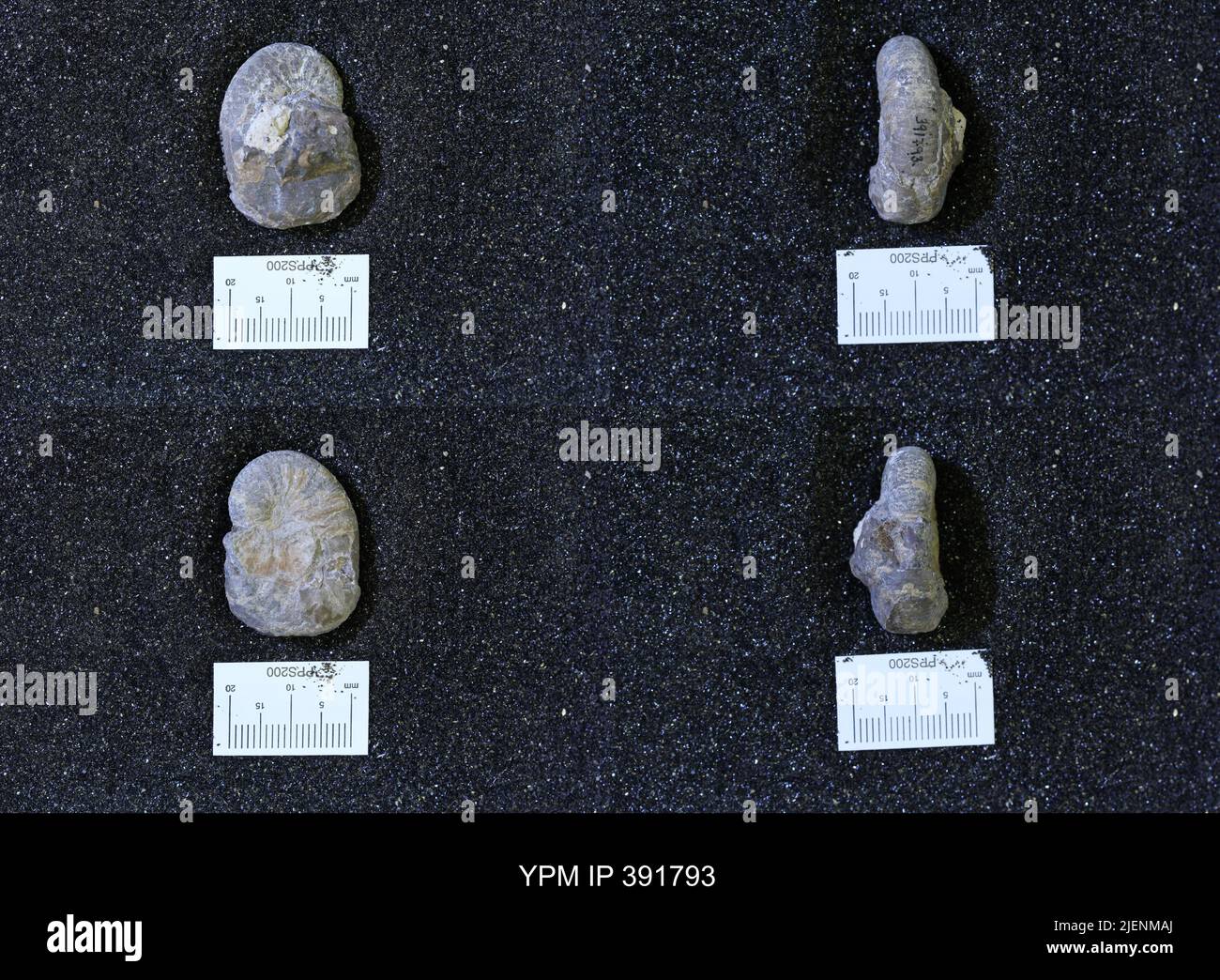 Scaphites whitfieldi Cobban Stock Photo - Alamy