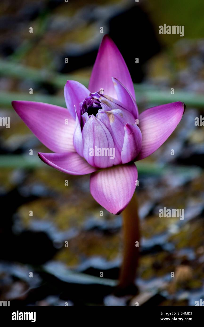 Nenufar flower hi-res stock photography and images - Alamy