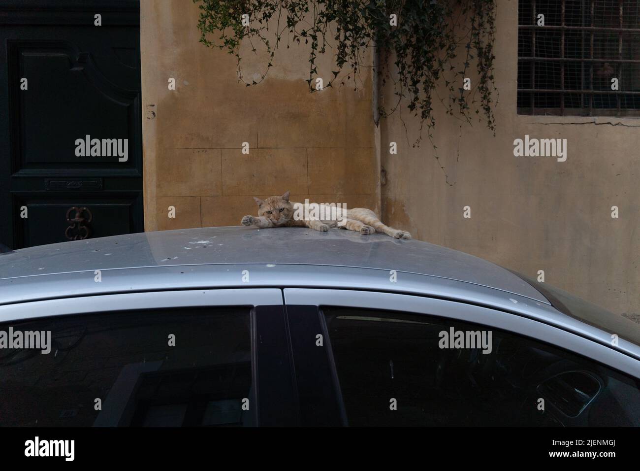 Lecce, Lecce, Italy. 27th June, 2022. A cat rests on the roof of a car ...