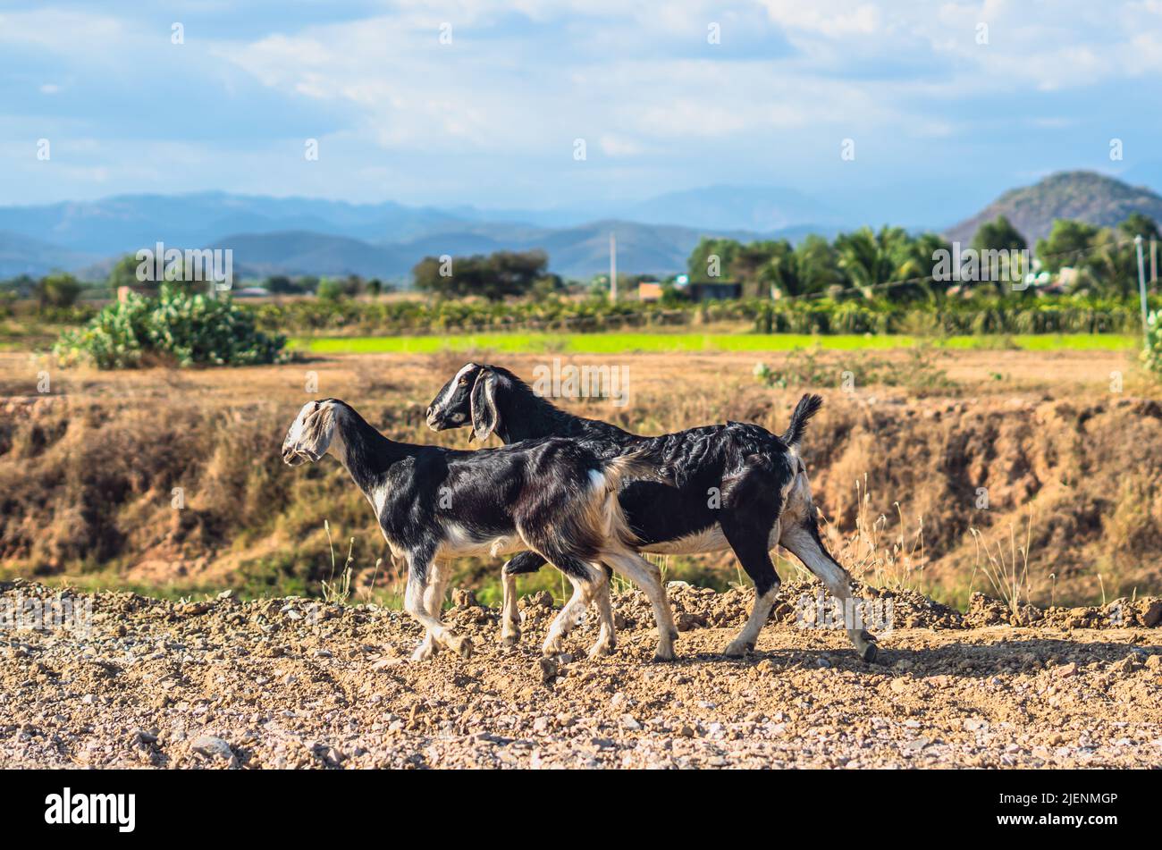 Beautiful summer landscape. Graceful black white goats glossy coats ...
