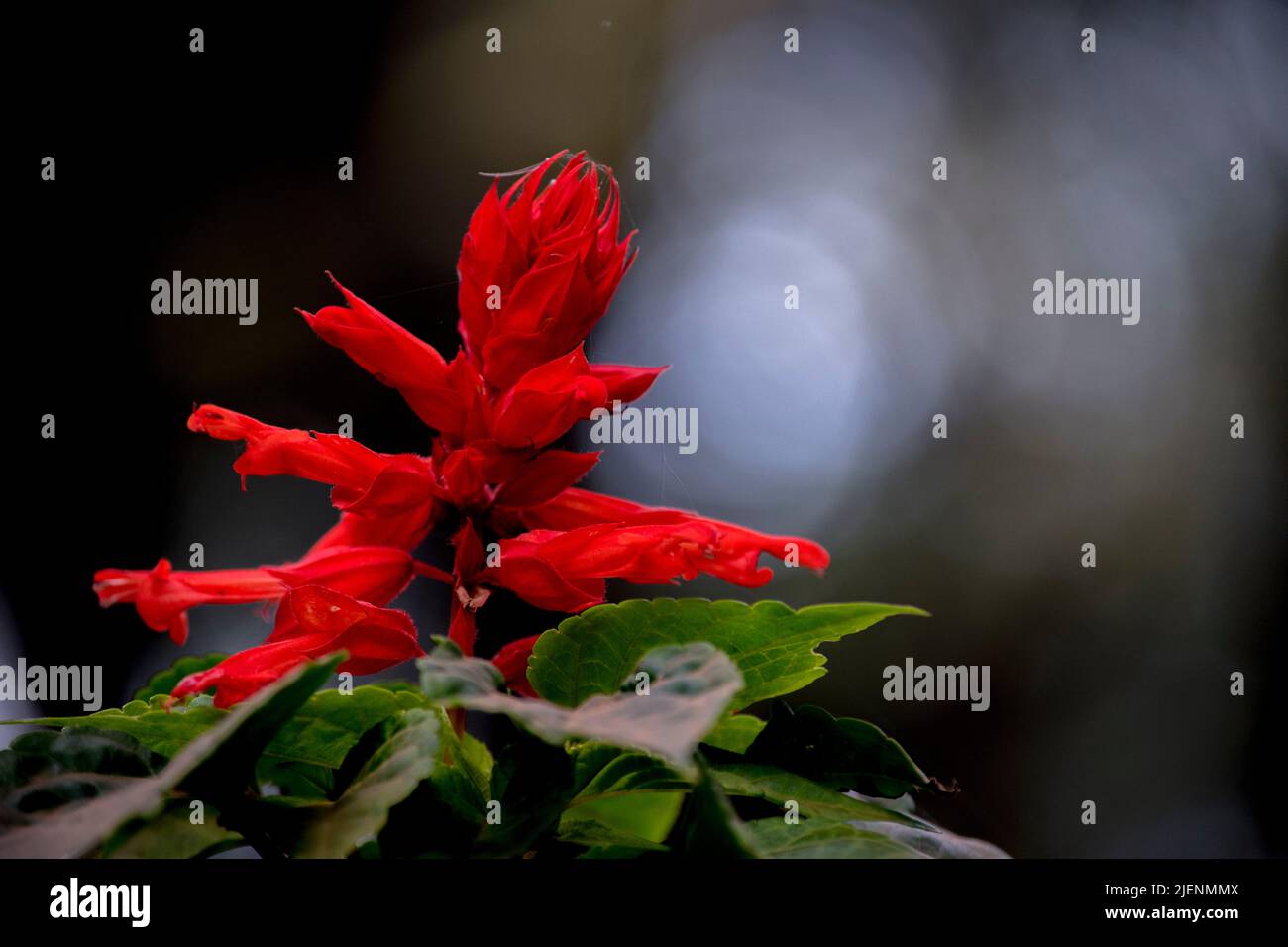 Beautiful red spring flowers hi-res stock photography and images - Alamy