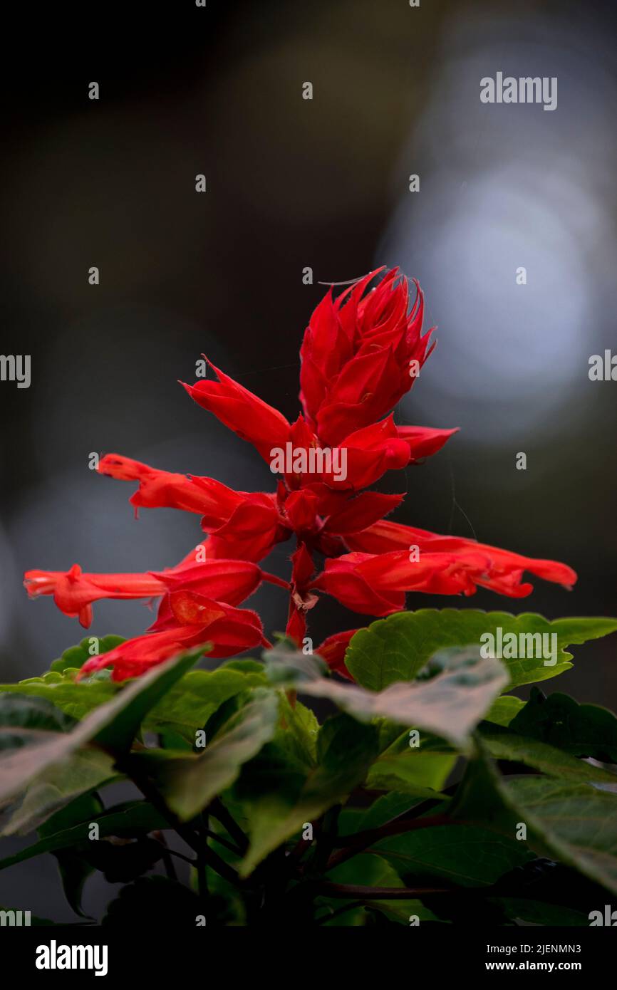Spring red flowers hi-res stock photography and images - Alamy