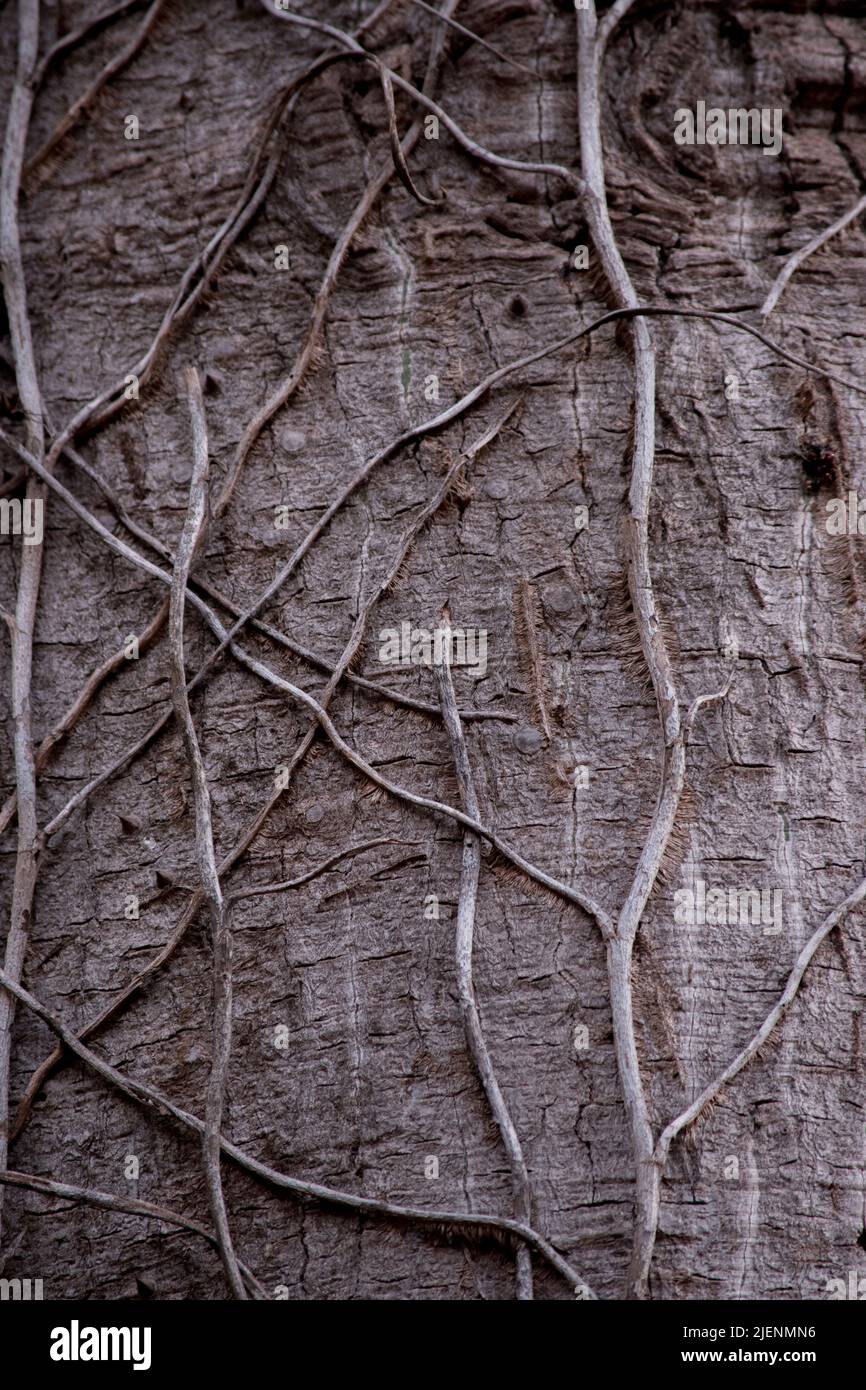 tangled roots of a plant in the botanical garden Stock Photo - Alamy
