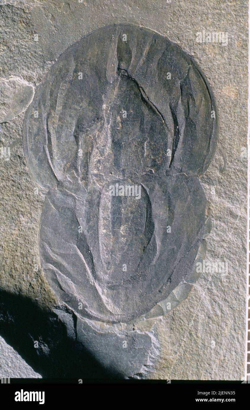 Naraoia compacta Walcott Stock Photo - Alamy