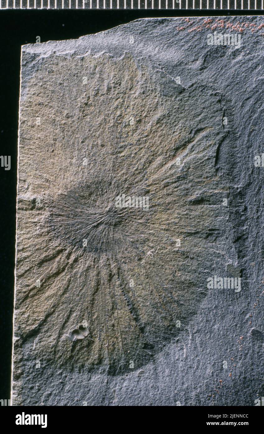 Choia carteri walcott animalia hi-res stock photography and images - Alamy