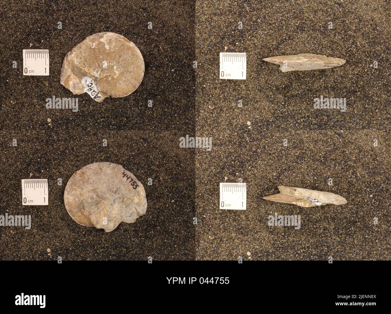 Sphenodiscus lenticularis owen animalia hi-res stock photography and ...