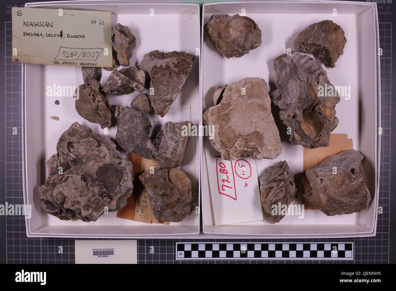 mixed taxa, stratigraphic collection. accn: 7280; 8007 Stock Photo - Alamy