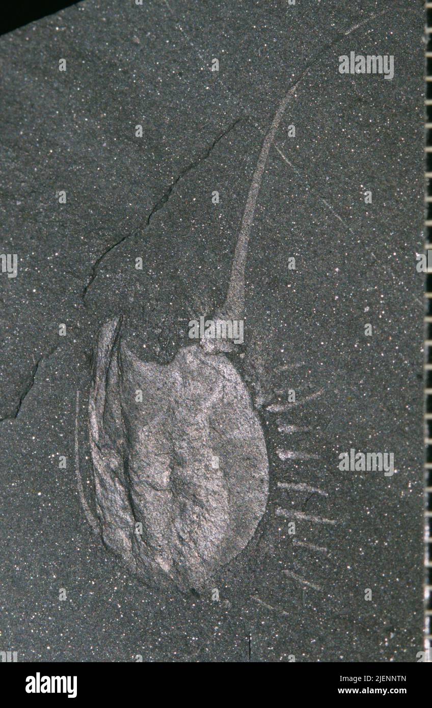 Burgess shale fossils hi-res stock photography and images - Alamy