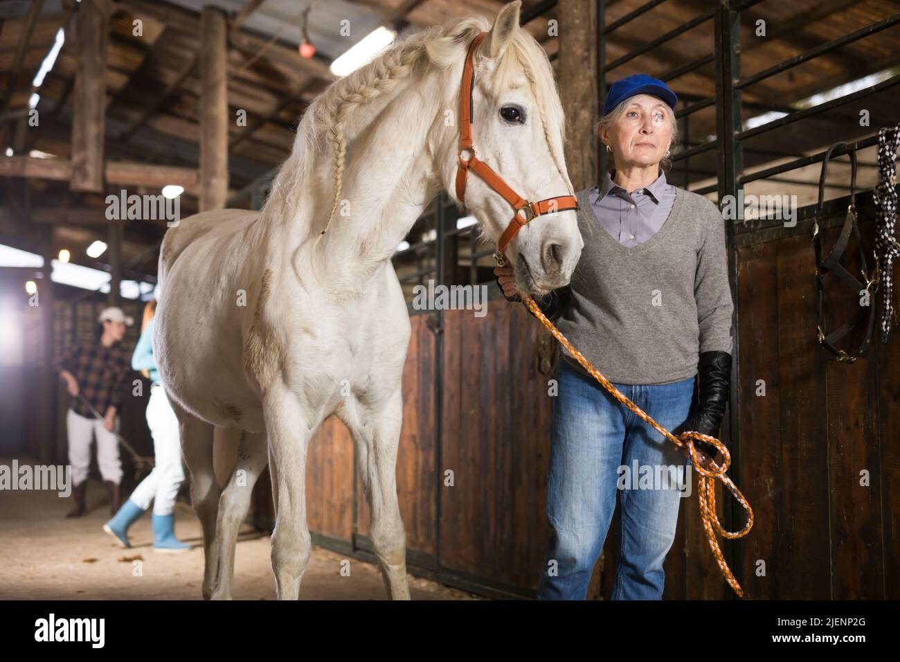 Elderly woman leading a white horse out of stable Stock Photo - Alamy