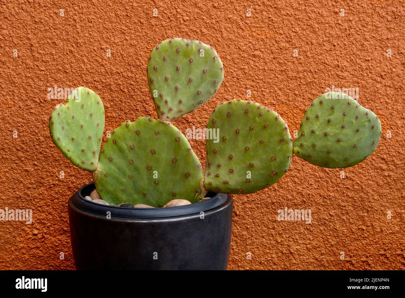 A Prickly pear cactus (Copuntia polyacantha) in front of a home in the ...