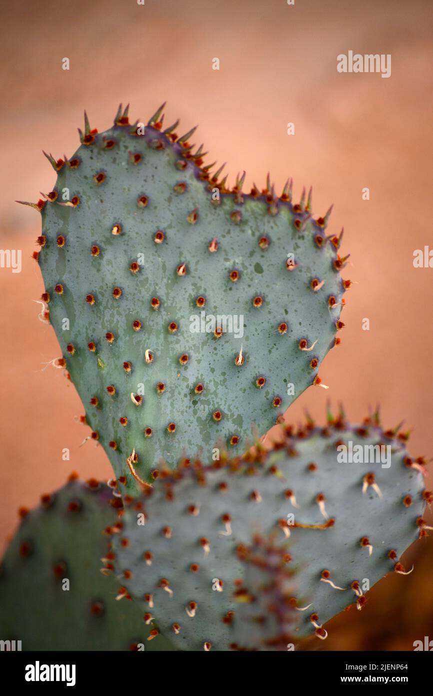 A Prickly pear cactus (Copuntia polyacantha) in front of a home in the ...