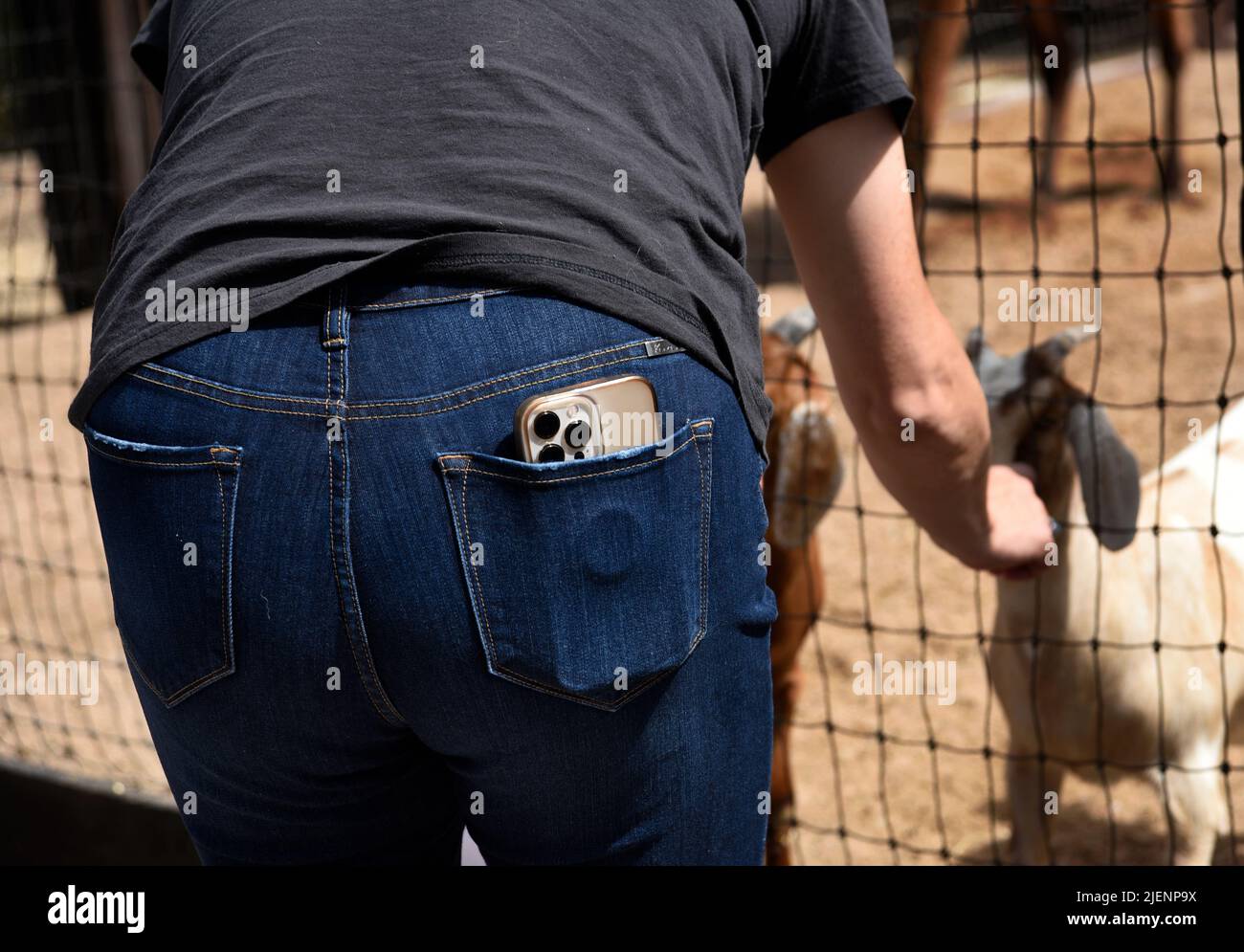 A tourist with a smartphone in her back pocket feeds a goat at a ...