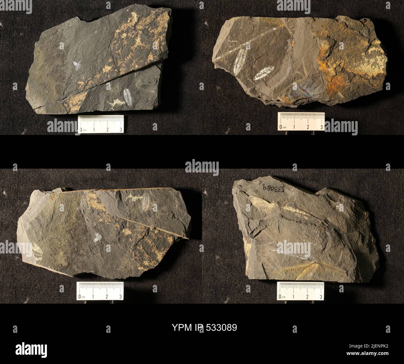 Graptolithina; Assemblage includes Phyllograptus, Isograptus ...
